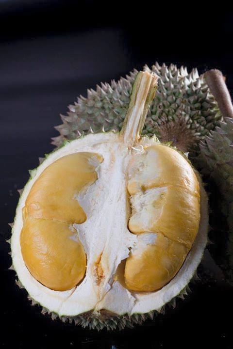 Durian Info: Durian Varieties In Malaysia
