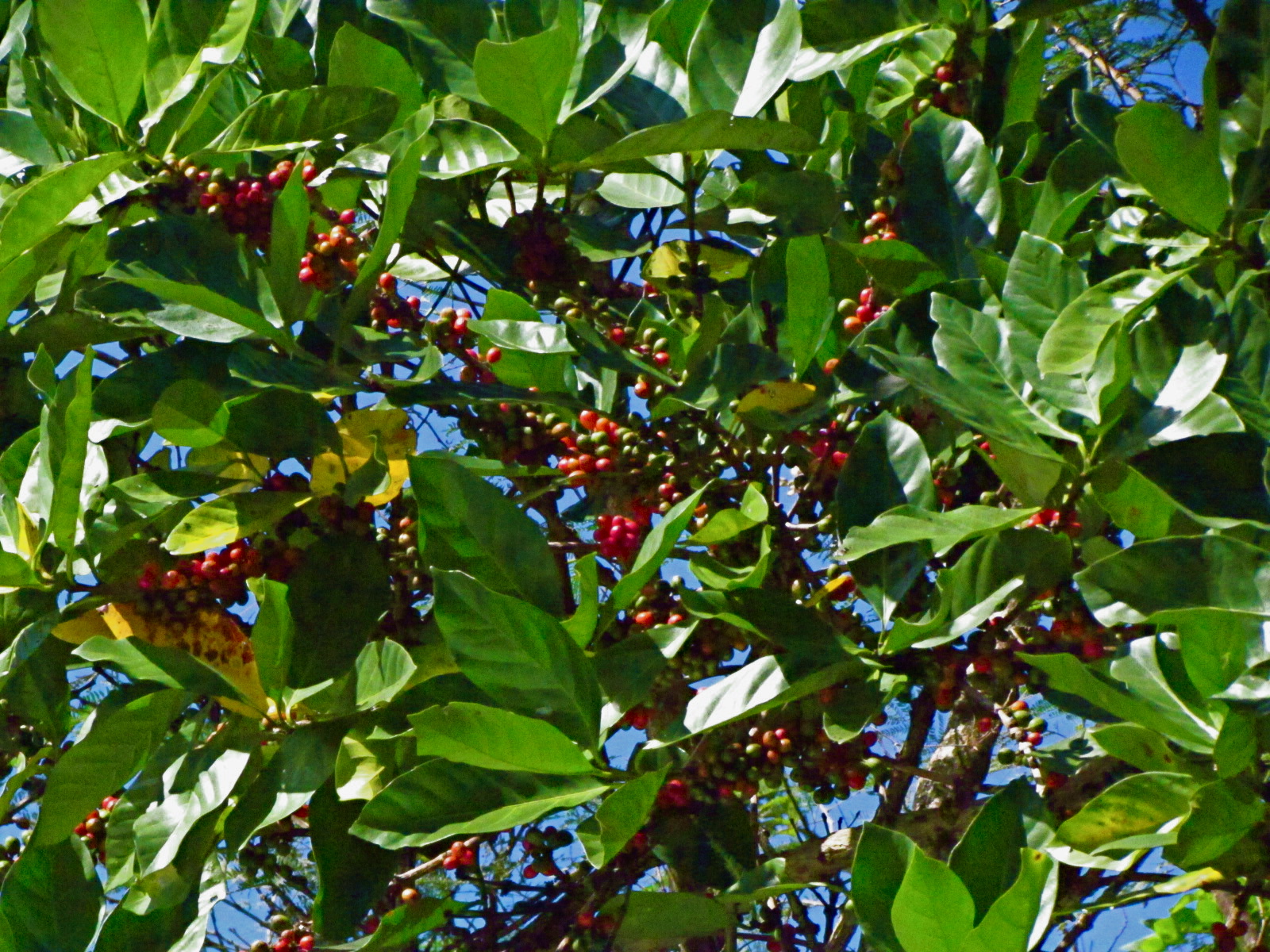 1784: Coffee Picking