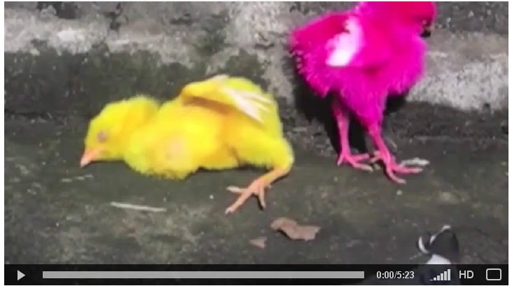 ASOCIACIÓN PROTECTORA DE ANIMALES Y PLANTAS DE DON BENITO: La espantosa ...