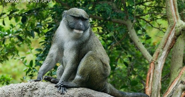 Mamíferos do Mundo: Família Cercopithecidae