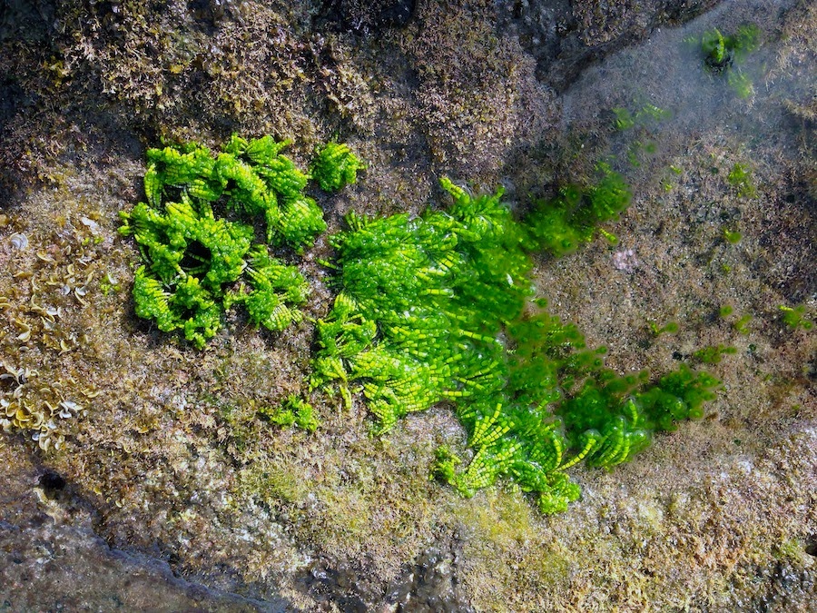 Rafael Microfauna Marina: Cymopolia barbata (Algas verdes)