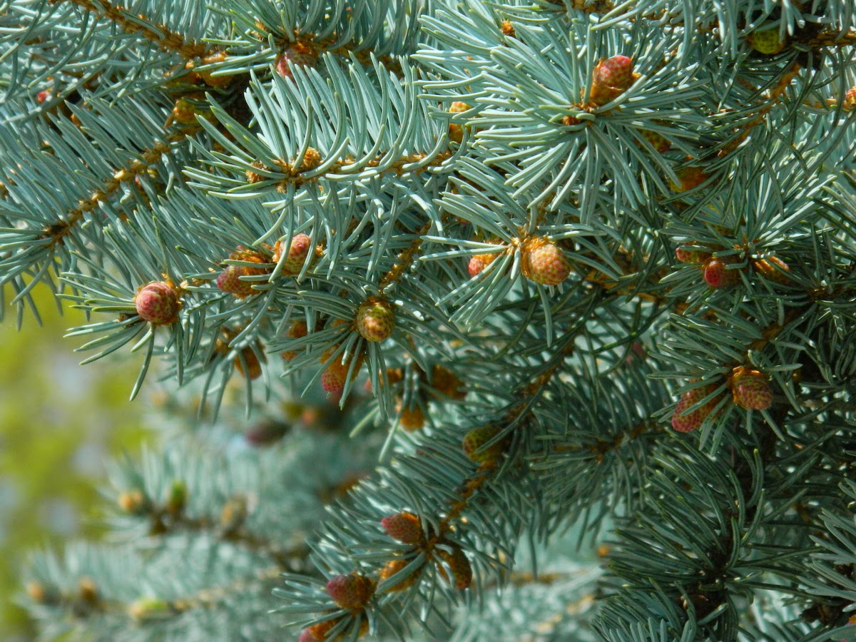 LA MULTI ANI, ROMANIA!: Muguri si mici conuri de brad argintiu
