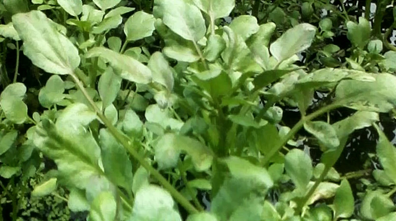 Ini 7 Jenis Tanaman Liar yang Aman Dikonsumsi ~ One web id