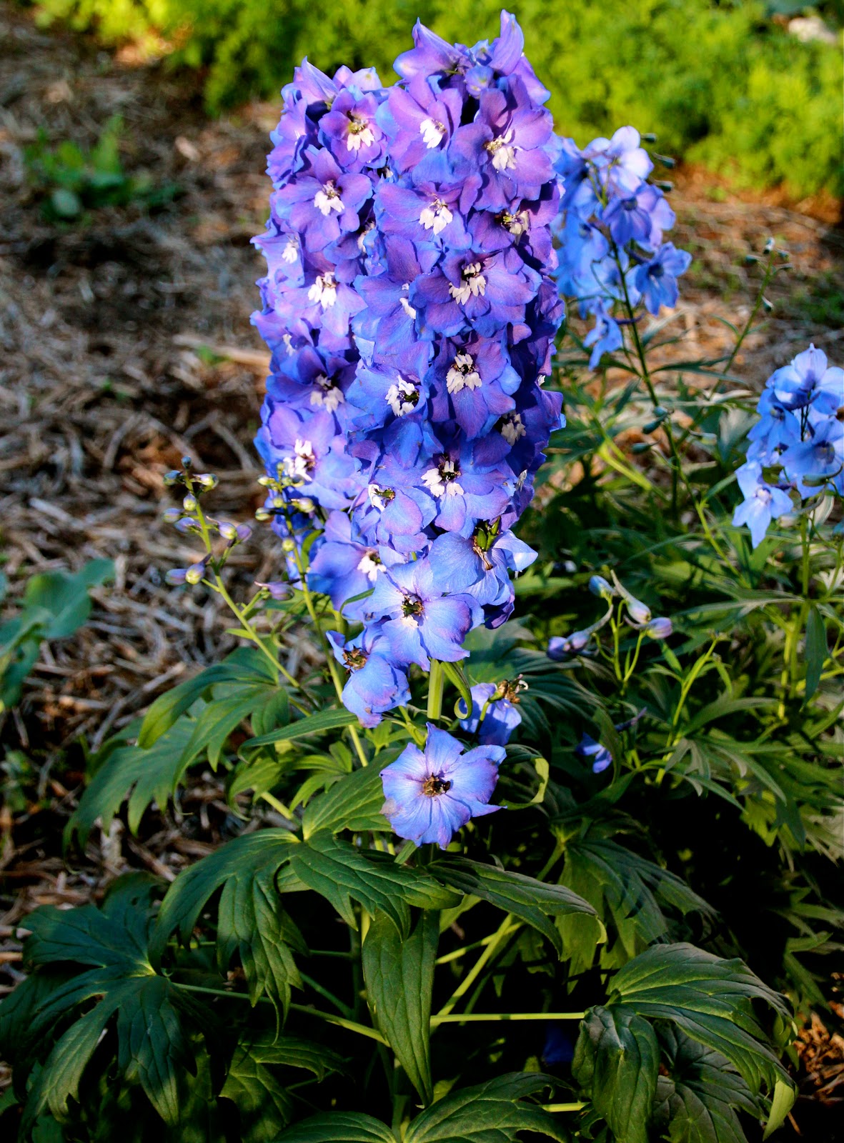 garden delights: TODAY'S FLOWERS - Delphiniums
