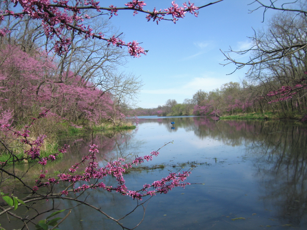 The Lucas Countyan: Put the Haw back in Redbud State Park