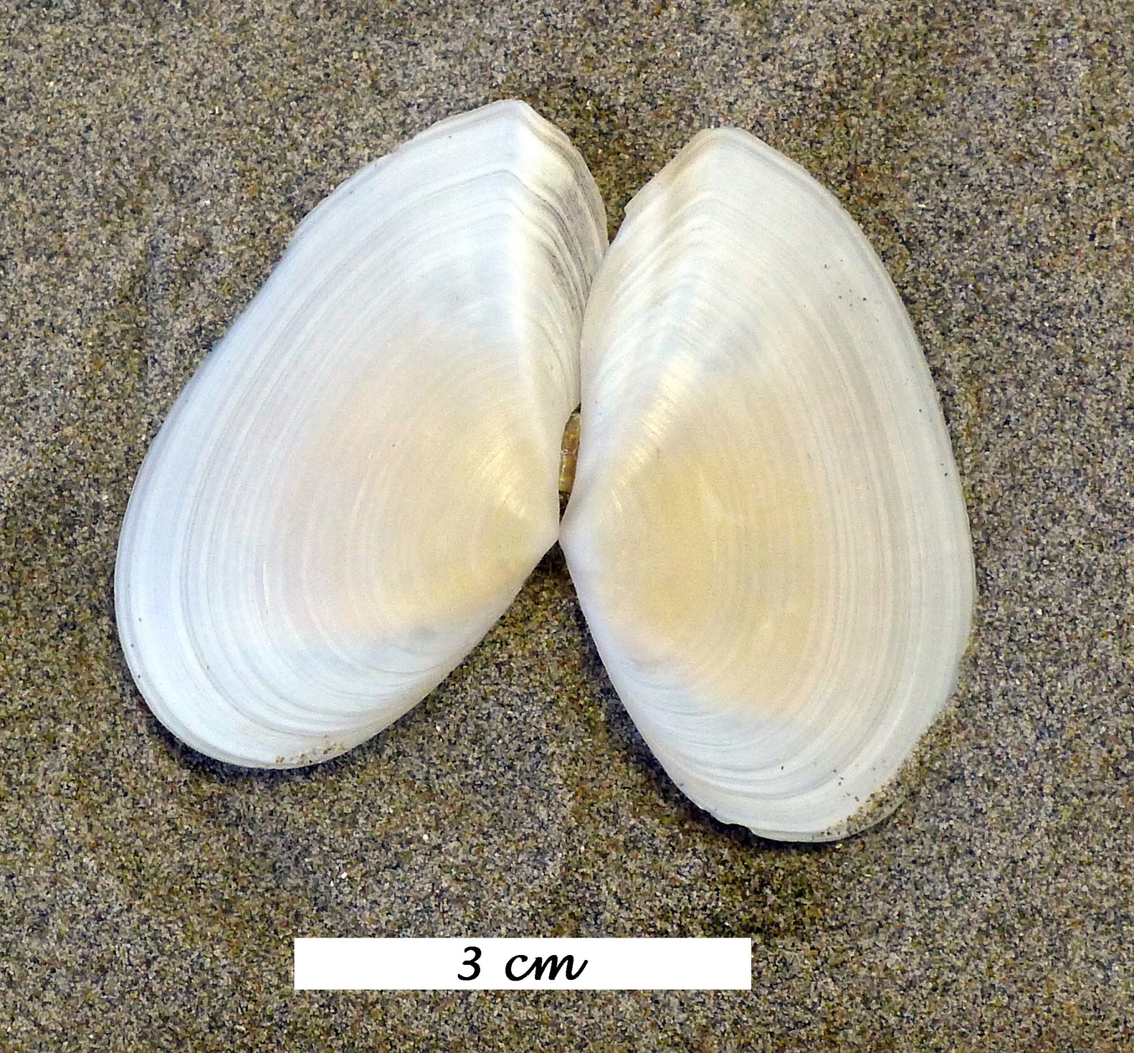 Tesoros a la orilla del mar: La verdadera tellina no lo es