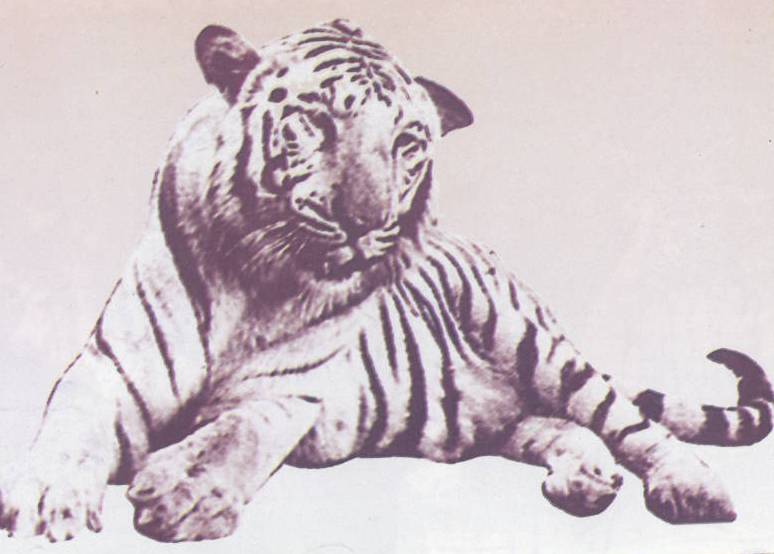 White Tigers and Their Future