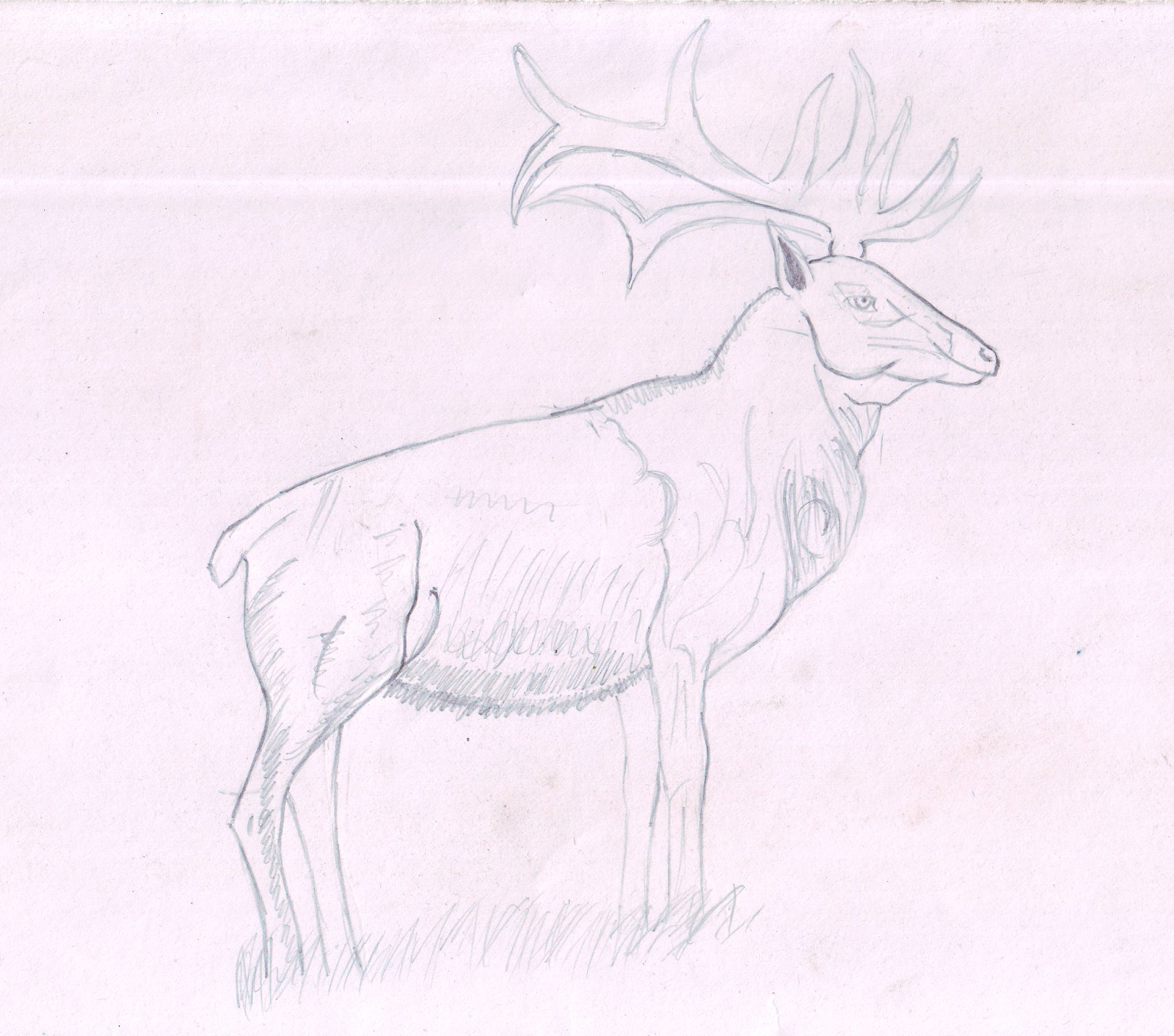 Animal Pencil Shadings: 2014