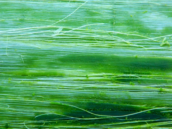 Our Green Neighbors: Herb of the Week: Agave