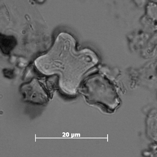 FarmLandS: Bokoni terracing -- in press