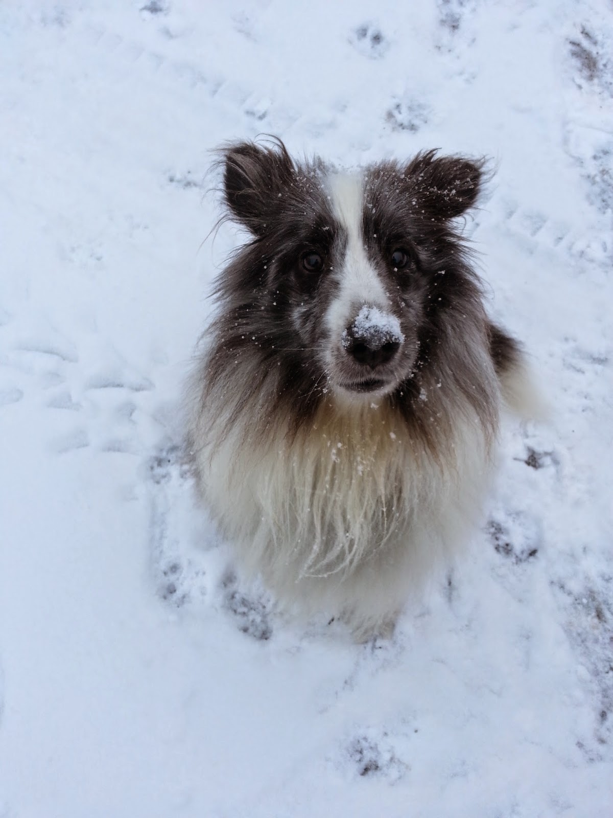 An Alaskan Panda's Life