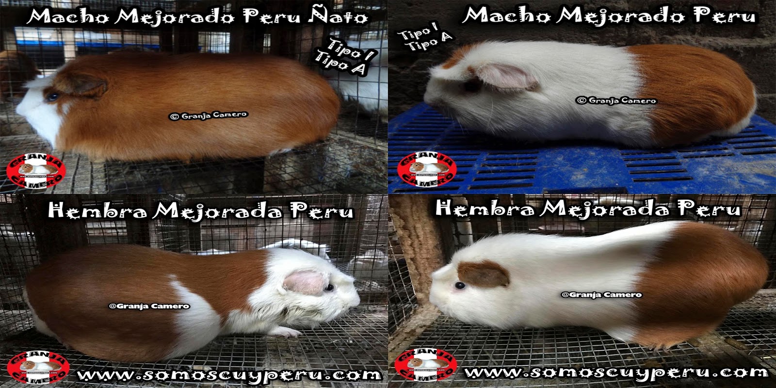 CUYES MEJORADOS PERU ~ SOMOS CUY PERU