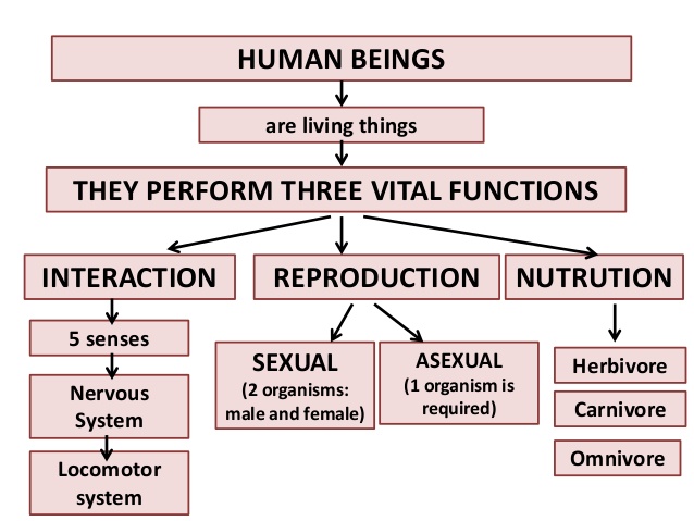 ENGLISH with Lale: THE VITAL FUNCTIONS. INTERACTION