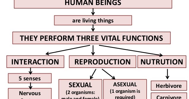 ENGLISH with Lale: THE VITAL FUNCTIONS. INTERACTION