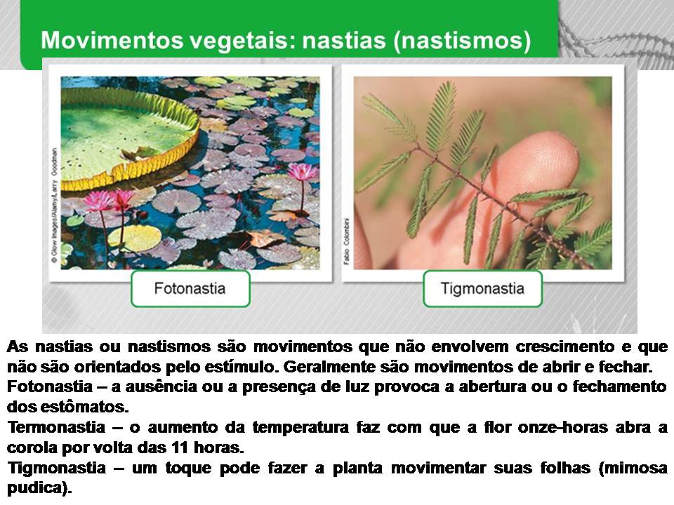Professora Darlene Timm: Fitormônios: regulação hormonal das plantas