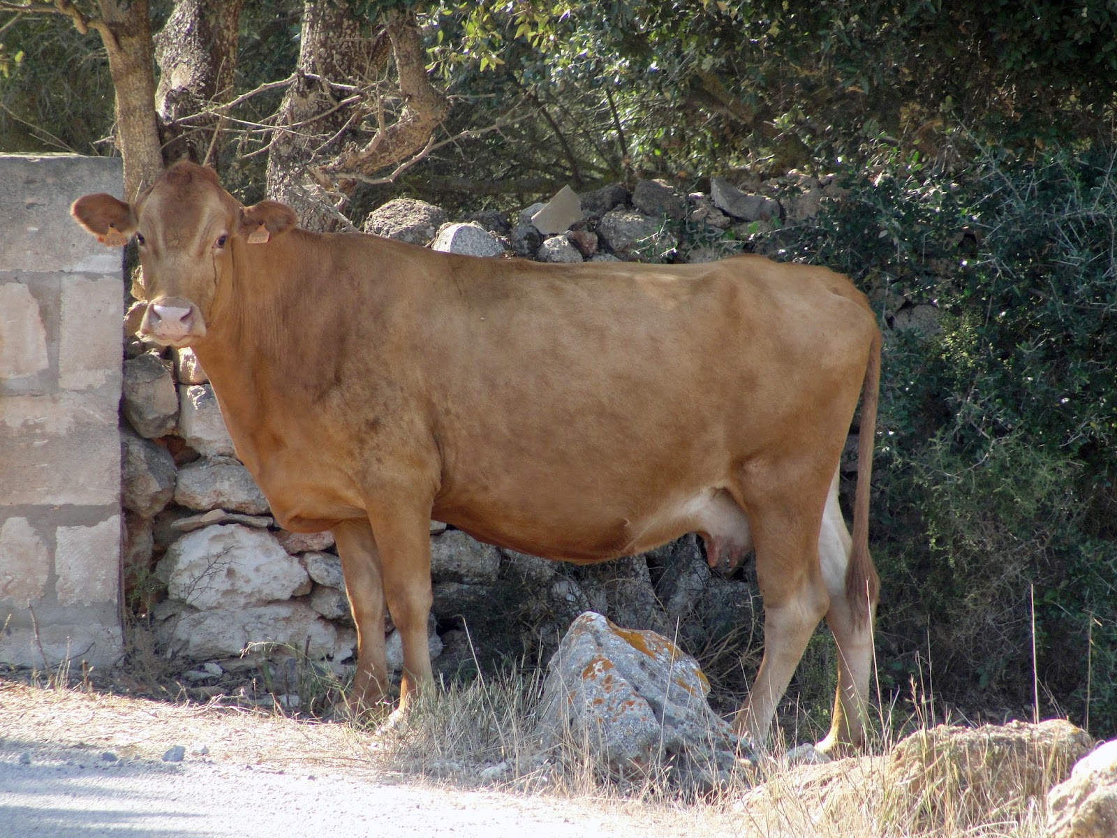 imatges de menorca: VACA MENORQUINA