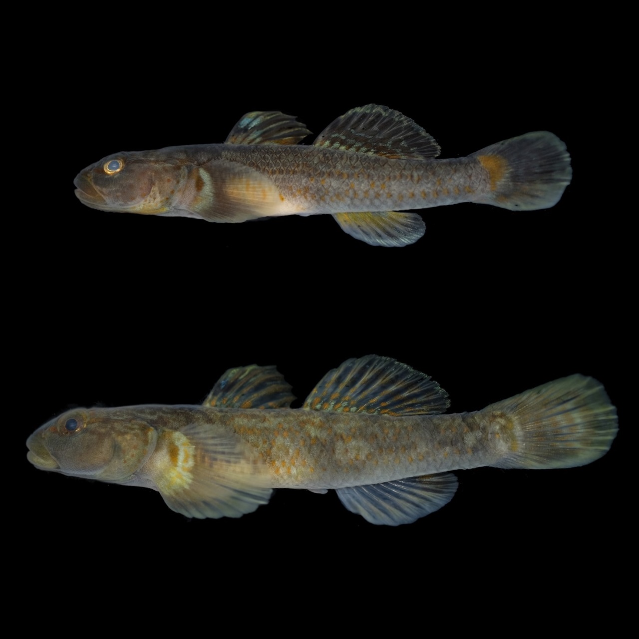 Species New to Science: [Ichthyology • 2018] Rhinogobius maculagenys ...