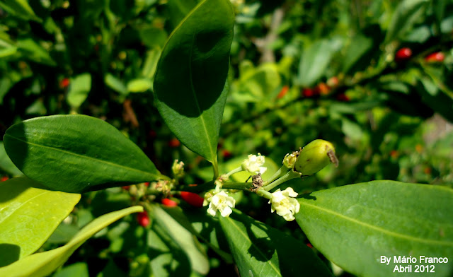 Meu Cantinho Verde: COCA - ( Erythroxylum coca )