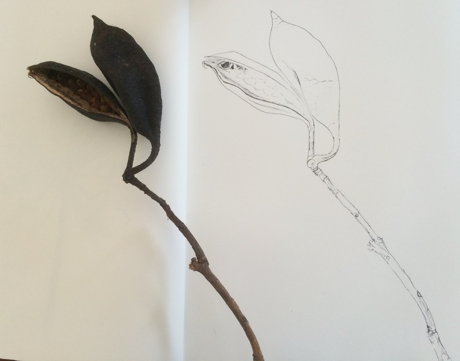 Jane Blundell Artist: Seed pod study
