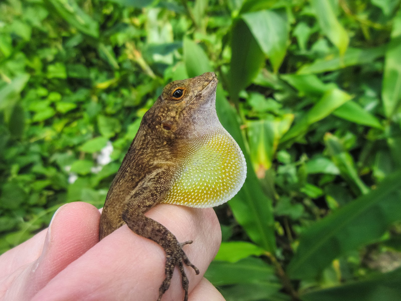 Cannundrums: Puerto Rican Crested Anole