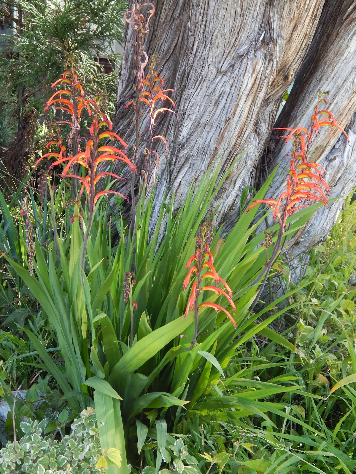 Norm's Nursery: South African bulbs