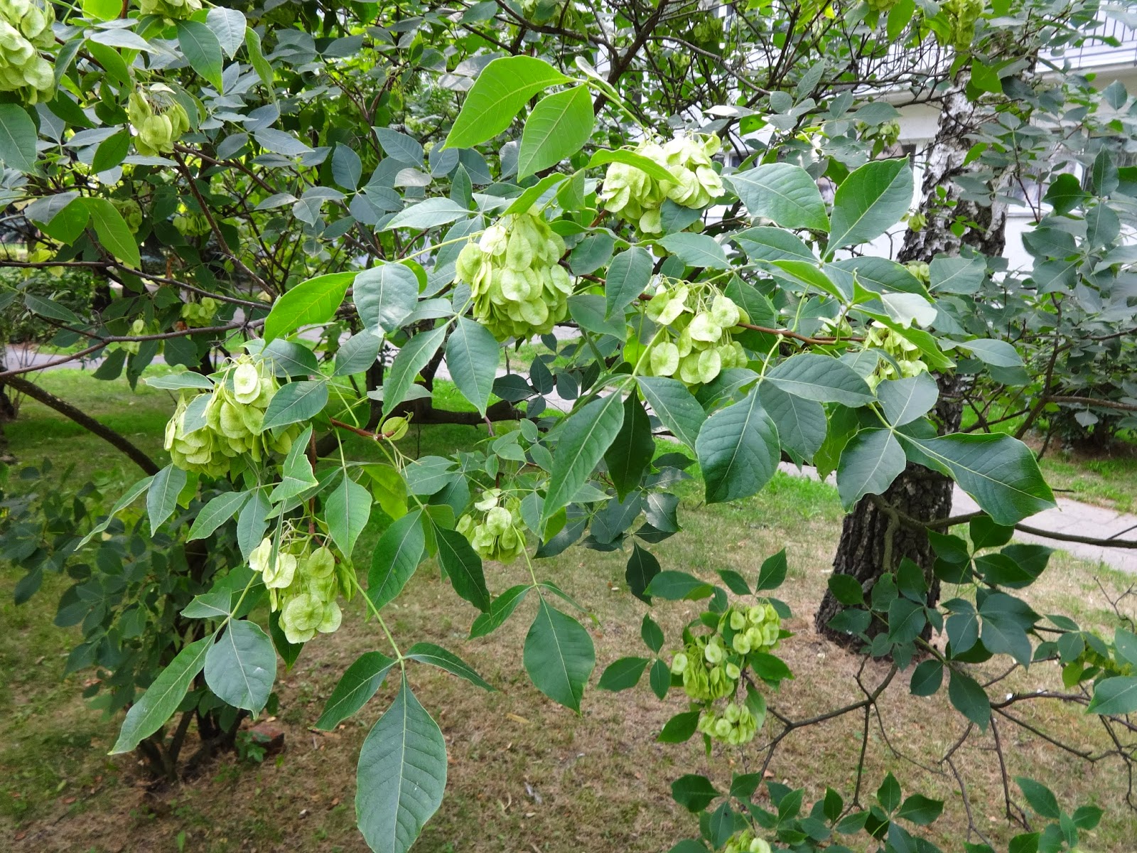 Herbs from Distant Lands: Ptelea trifoliata - Hop Tree, Wafer Ash