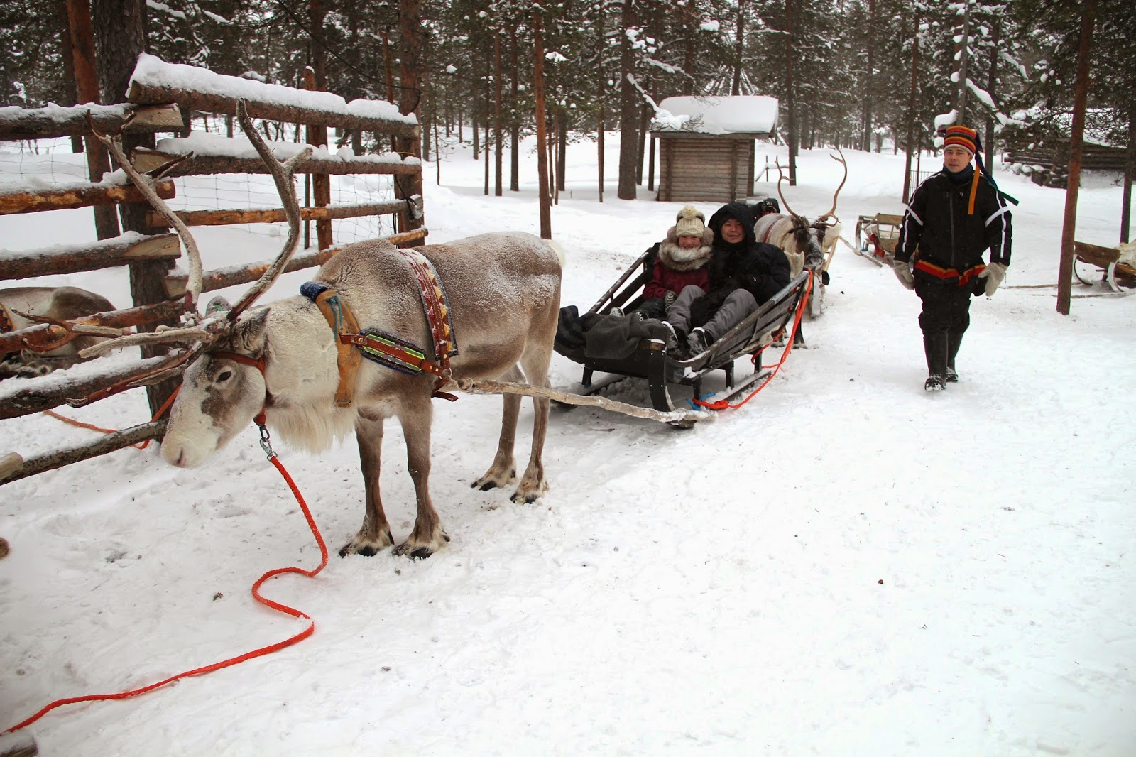 Jamie: Reindeer Sleigh Ride in the Woods