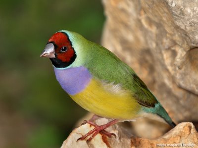 Pasari frumoase: uccelli del paradiso-A Birds of Paradise sunt o ...