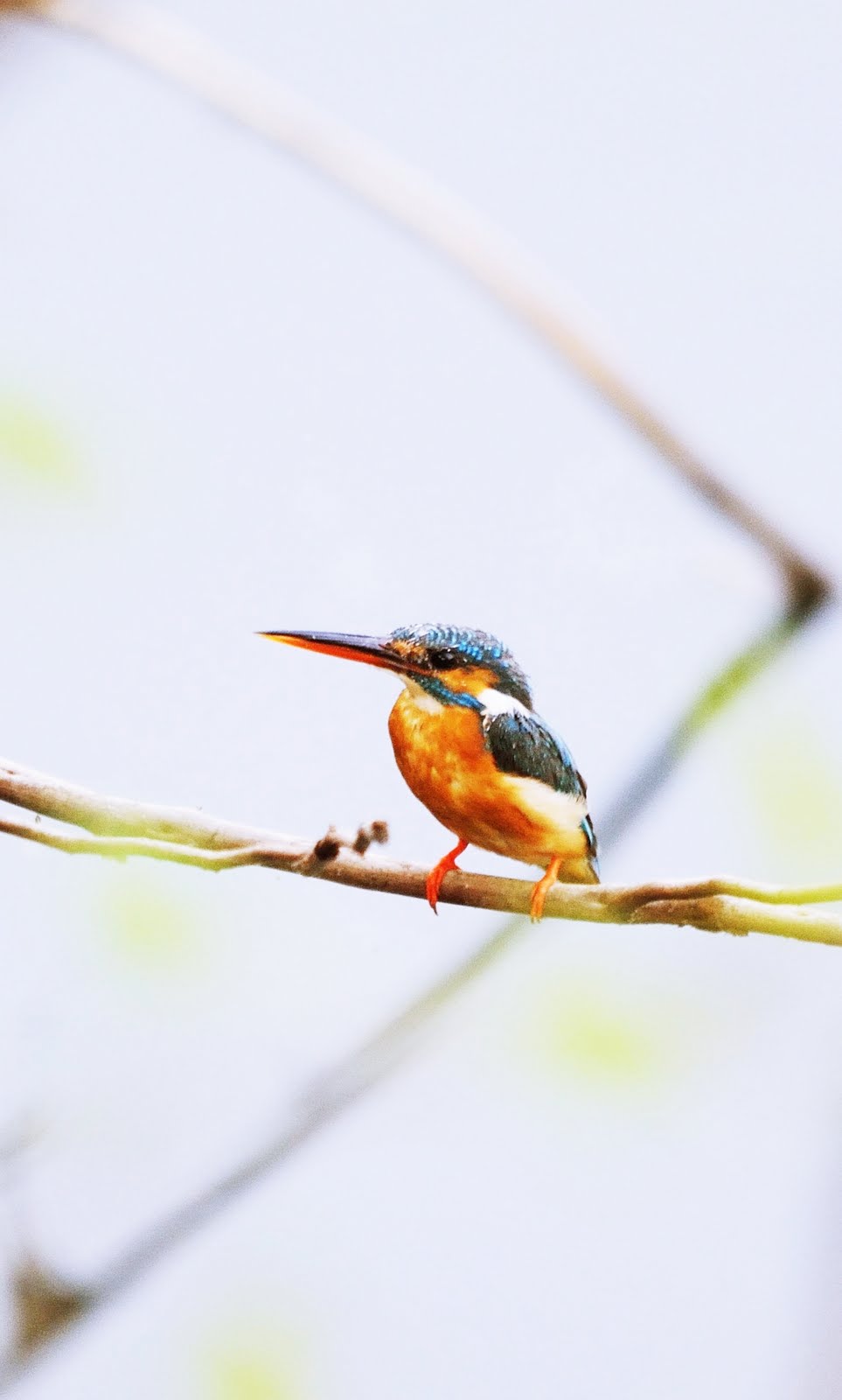 Zunka Bhakri......: On trail of Tiger @ Tadoba-Kolsa