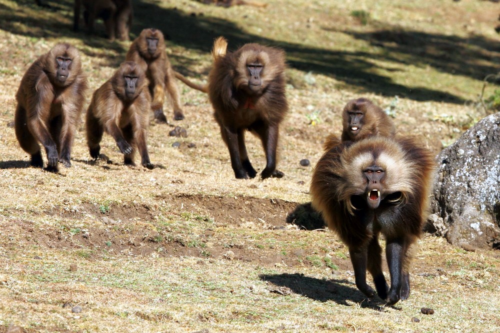 The Geladas of Ethiopia - Rockjumper Birding Tours - Worldwide Bird Tours