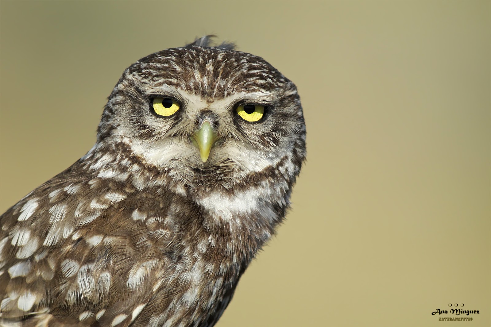 NATURANAFOTOS: Mochuelos