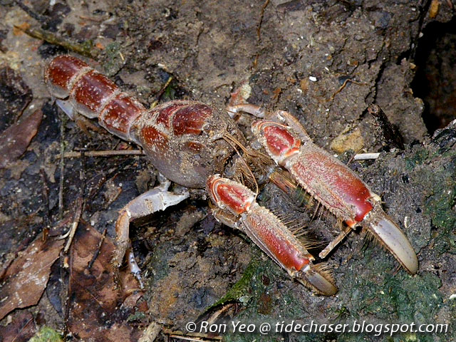 tHE tiDE cHAsER: Mud Lobsters & Mud Shrimps (Phylum Arthropoda ...