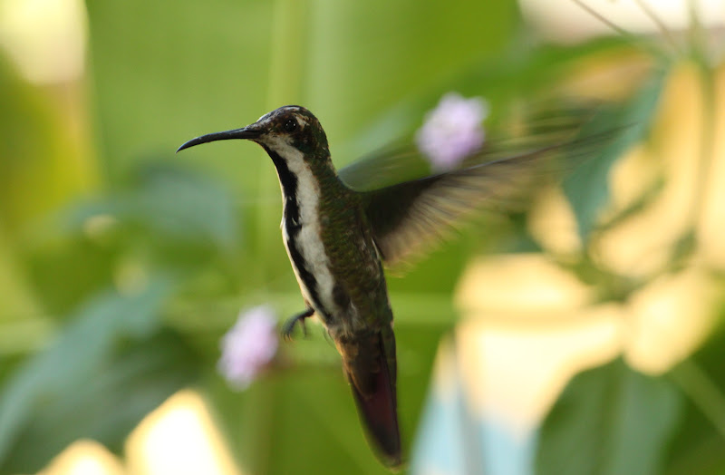 Nuestro bello mundo...: Colibri, Fotos tomadas en mi Jardin April 2012