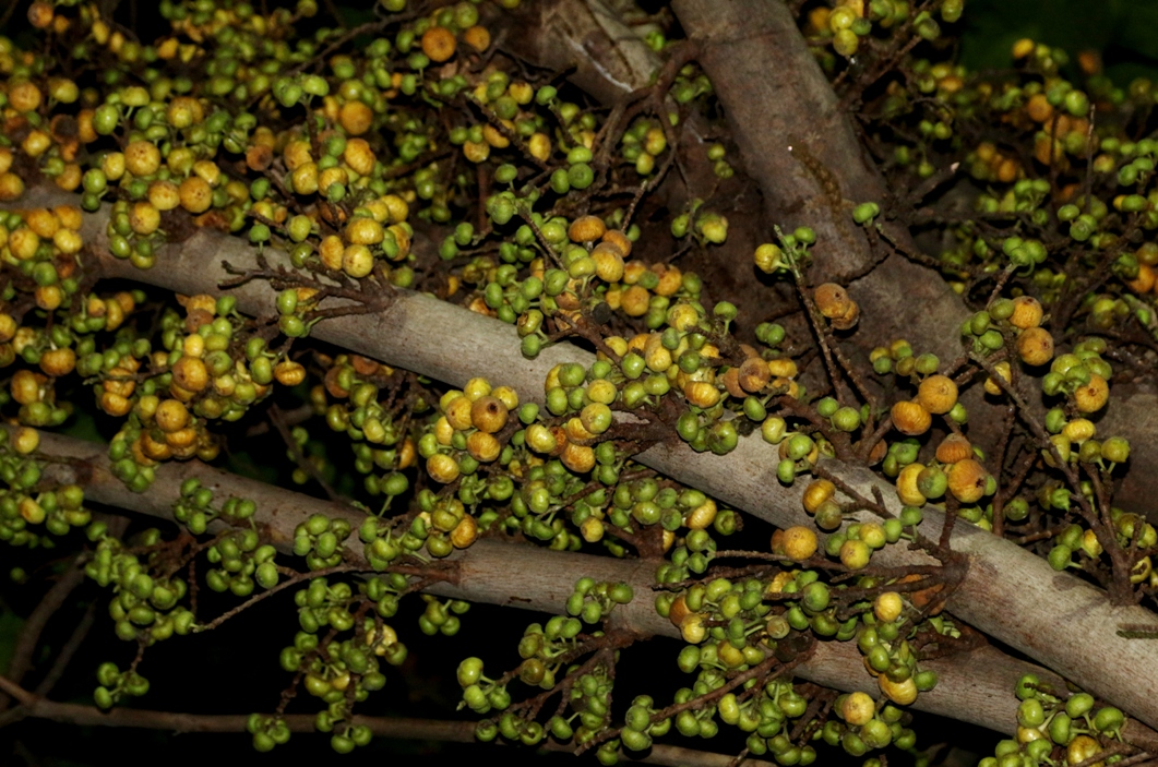 Cherishing India.....: Fruits@India.....