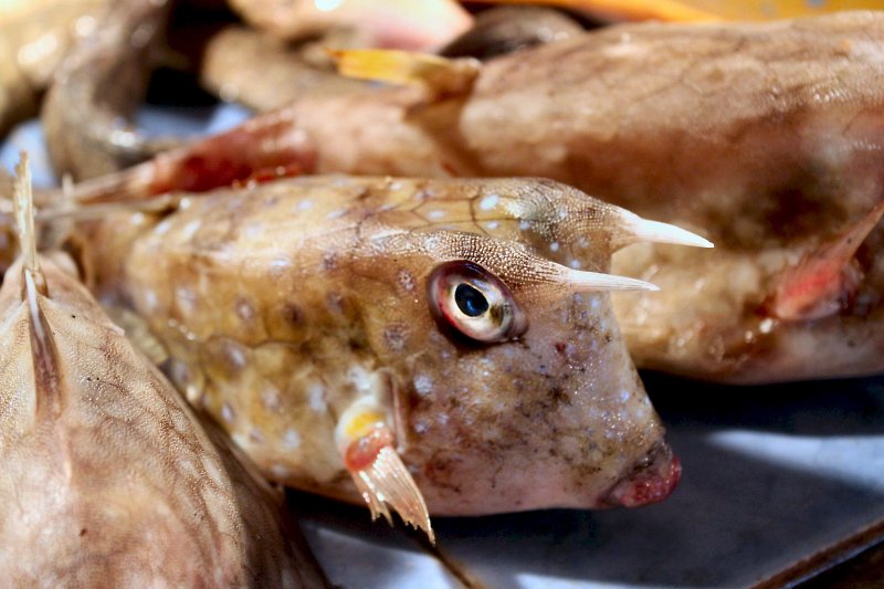 The other side of variety | dead-hungry