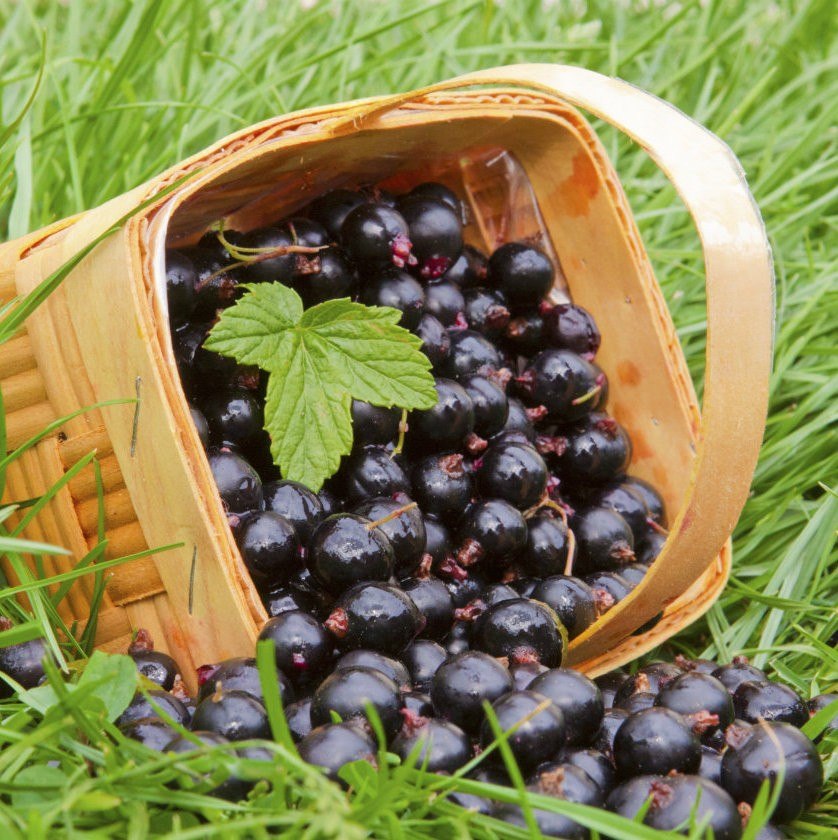 ALIMENTOS QUE PREVIENEN Y MEJORAN LA SALUD: MAQUI ,LA SUPER FRUTA