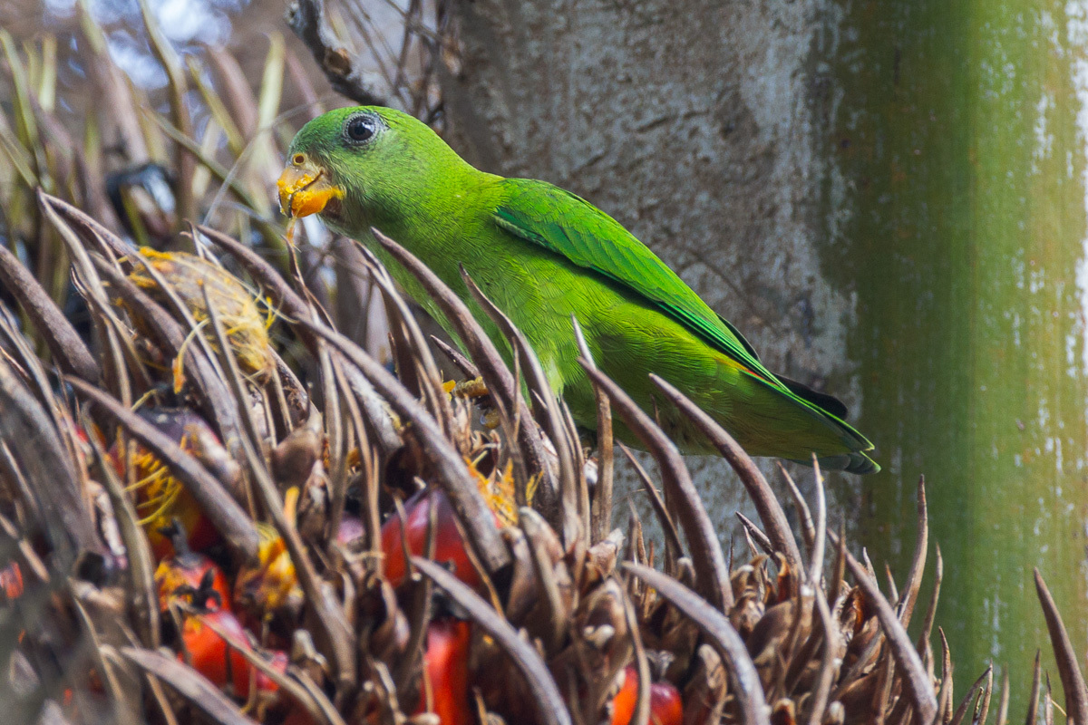 Birds and Nature Photography @ Raub: Burung Serindit di Pokok Durian