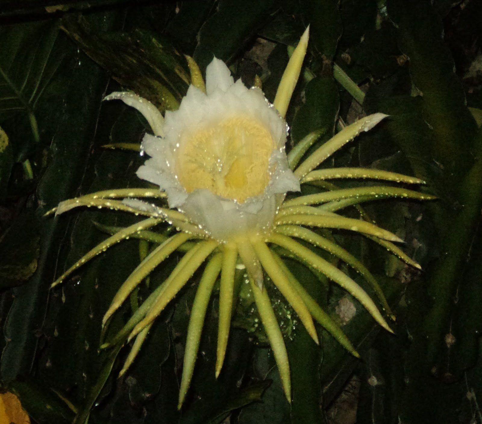 Luci Bassani - Lubeba's : FLOR DA LUA OU DAMA DA NOITE NO QUINTAL DE ...