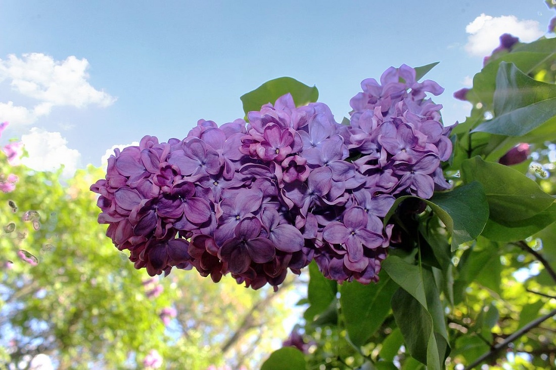 CURARSI CON LA SERENELLA - Syringa vulgaris - Blog di pociopocio