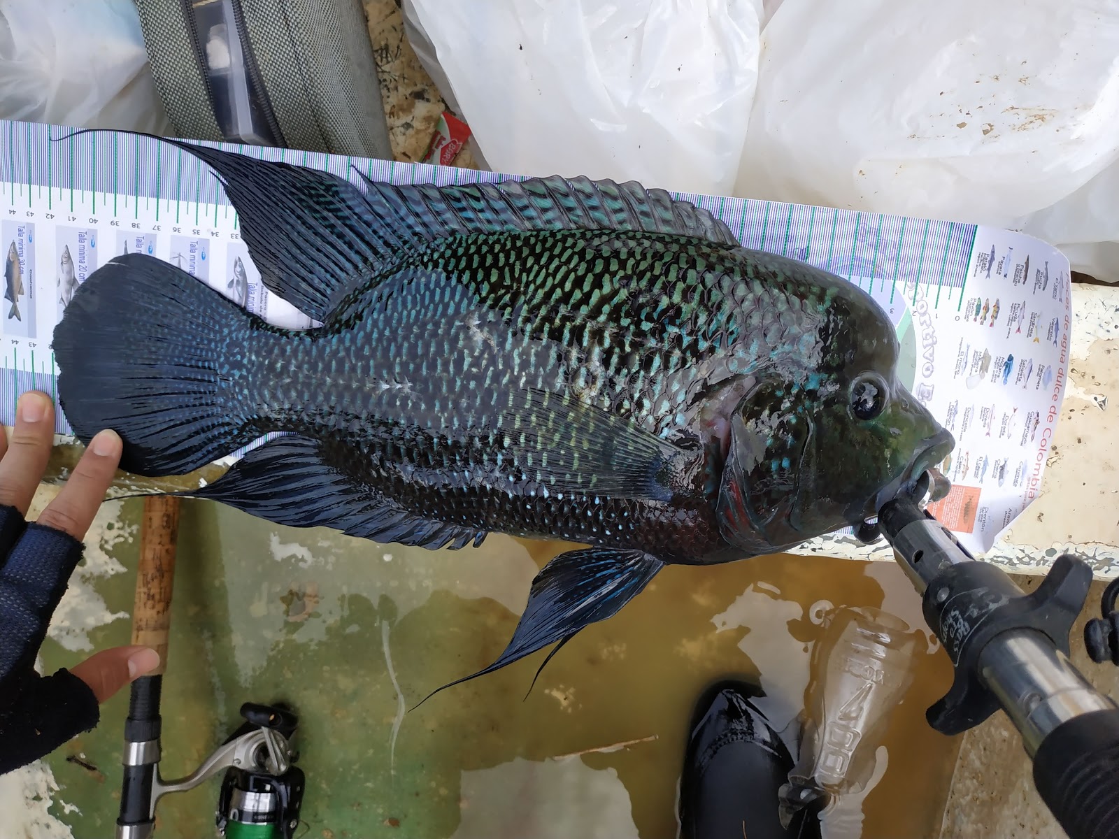 Espacio de Pesca: Pesca de mojarra, tilapia, black bass y morrudo en la ...