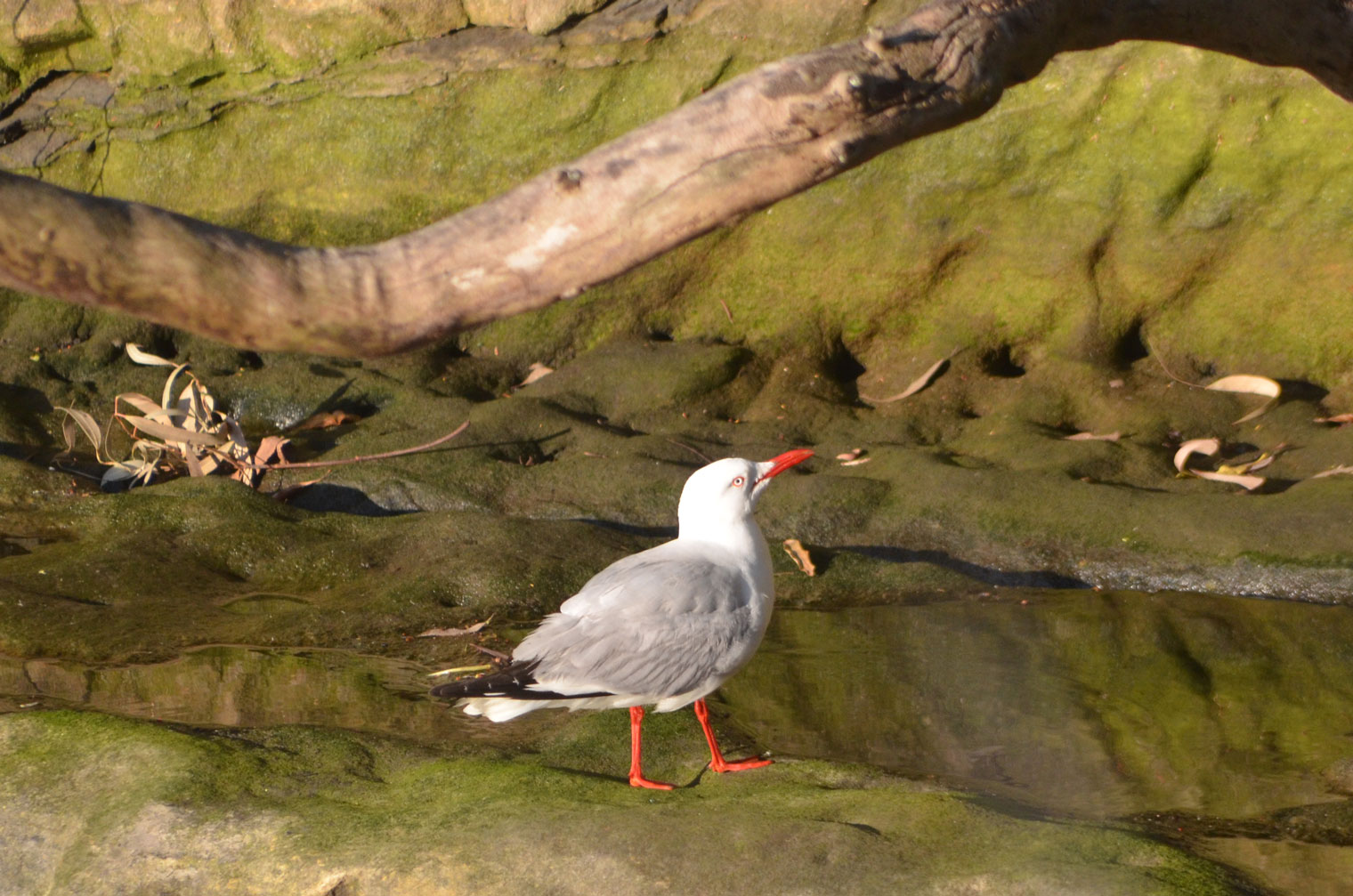 Australian Birds: Silver Gull