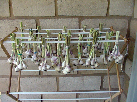 Eating Floyd...: Preserving Floyd: Curing Garlic