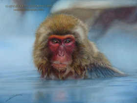 Japanese Macaque Drawing