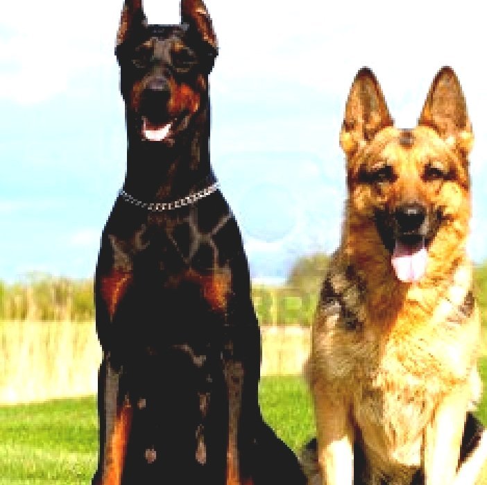 German Shepherd - Pastor Aleman Dog