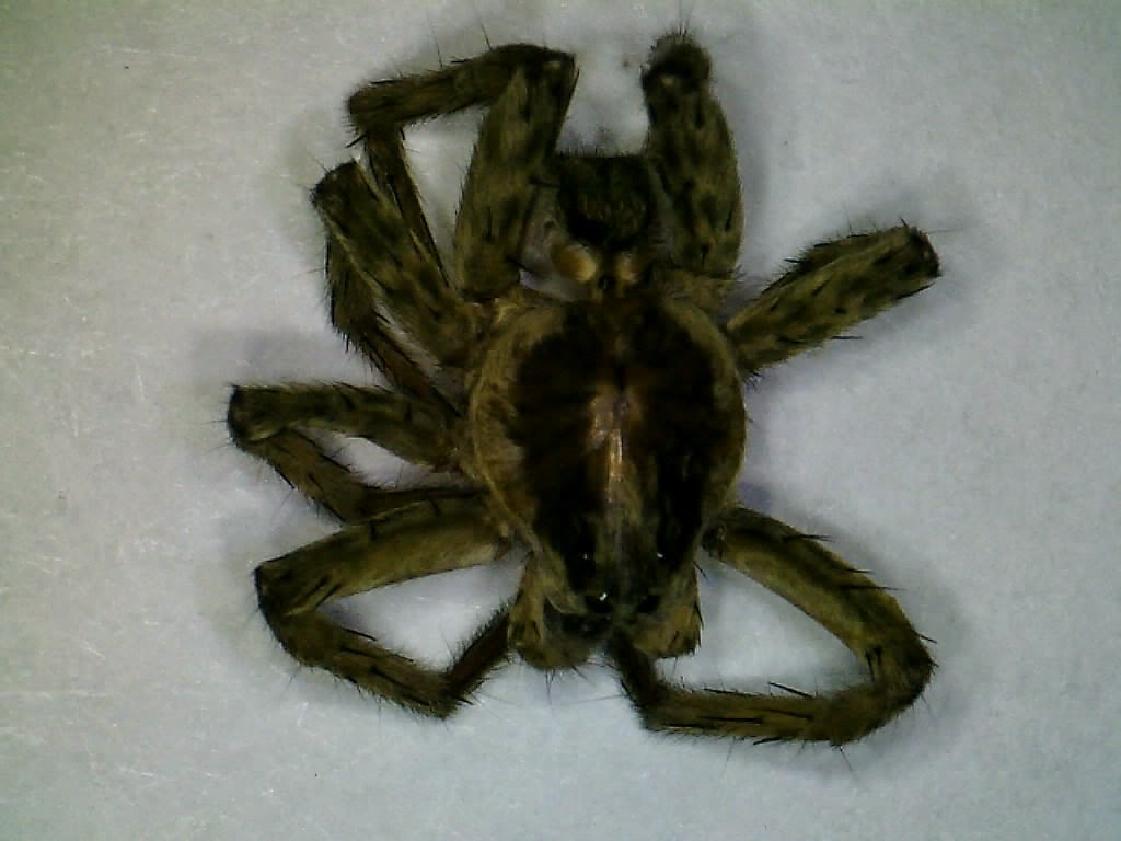 Araña Lobo de Puerto Rico (Pardosa portoricensis) - Puerto Rico Loves ...