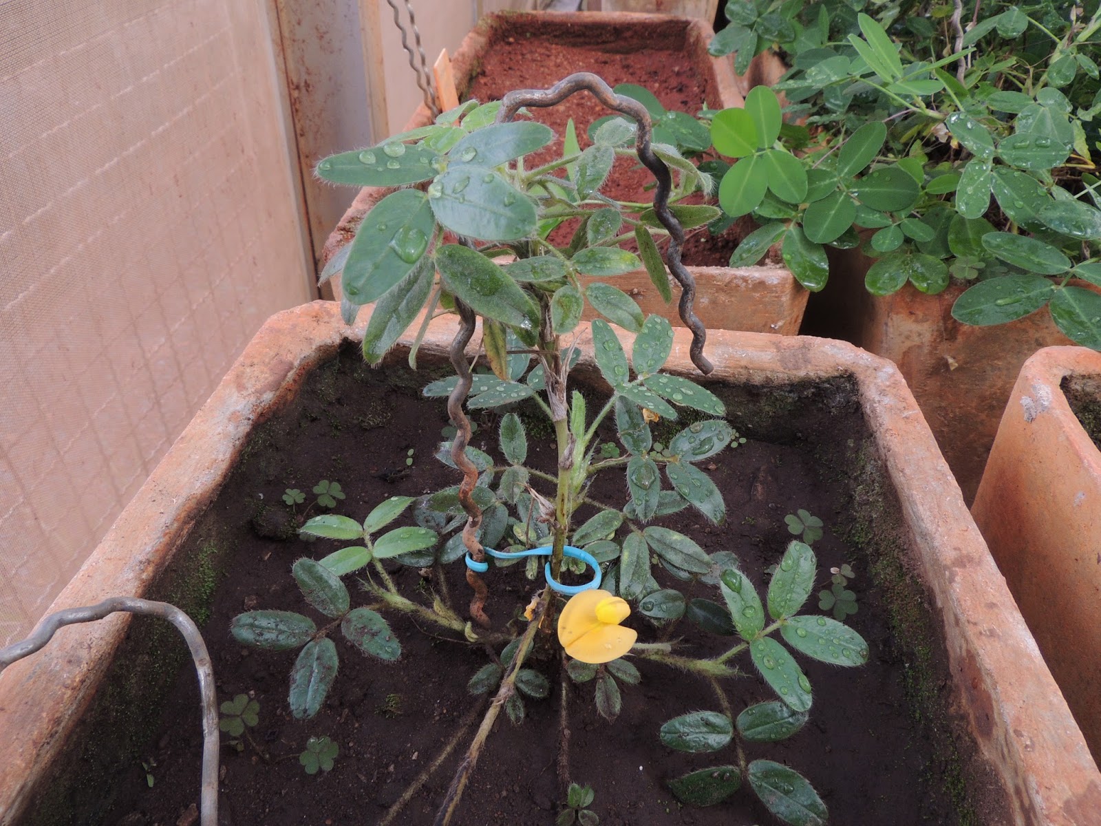 Fabaceae - Leguminosae no Brasil: Fabaceae - Arachis pietrarellii ...