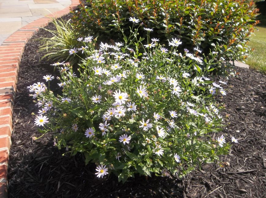 Future Plants by Randy Stewart: Kalimeris - Japanese Aster