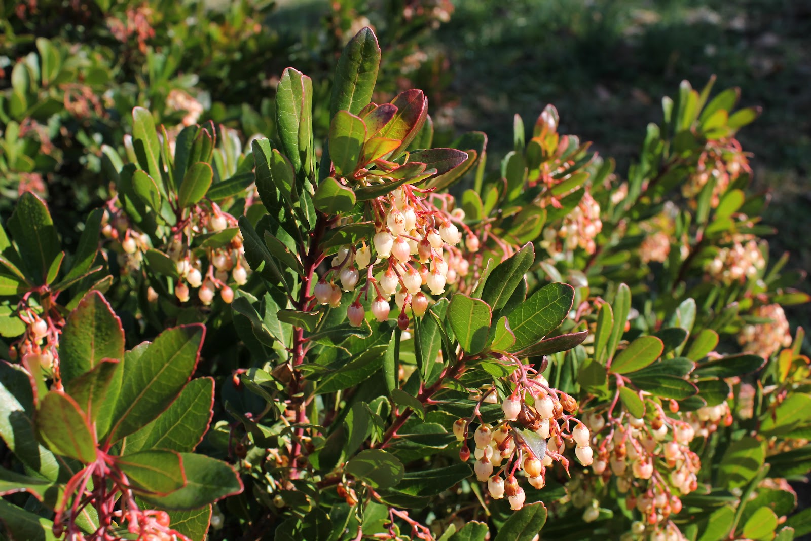 Cáceres al natural: FLORES DE INVIERNO: EL MADROÑO