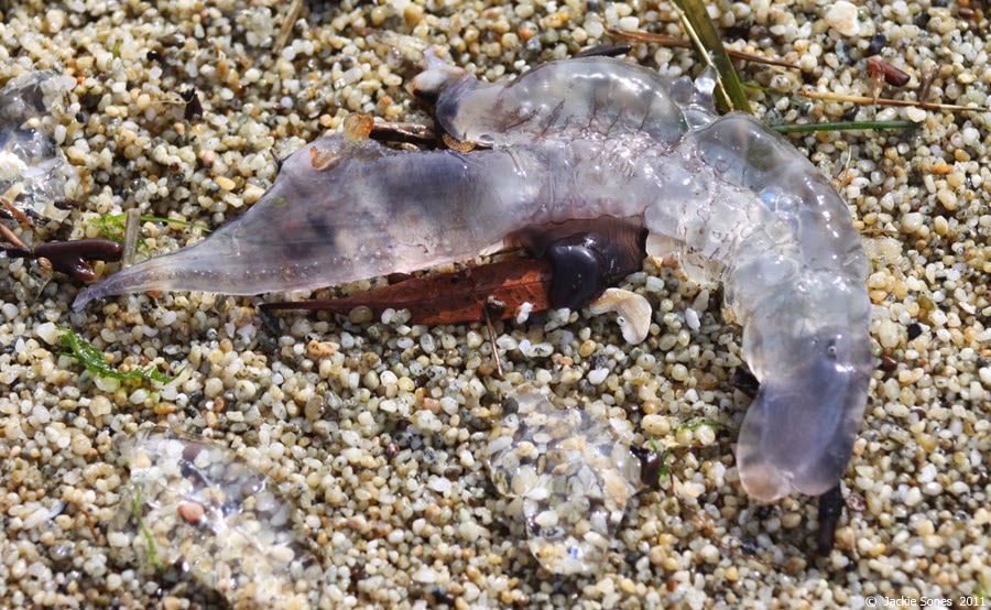 The Natural History of Bodega Head: Carinaria -- Part 2