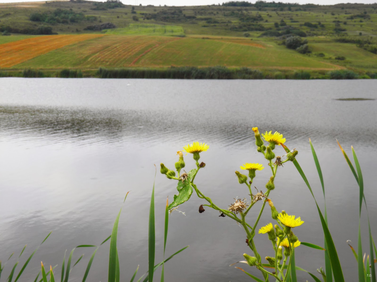 PASARI DIN ROMANIA: PRIGORIE, Merops apiaster